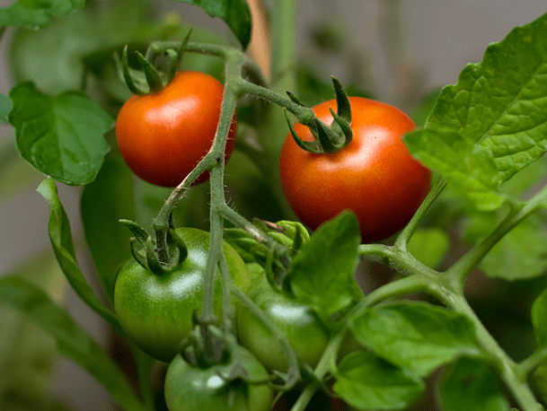 Food Across Borders: Production, Consumption, and Boundary Crossing in ...